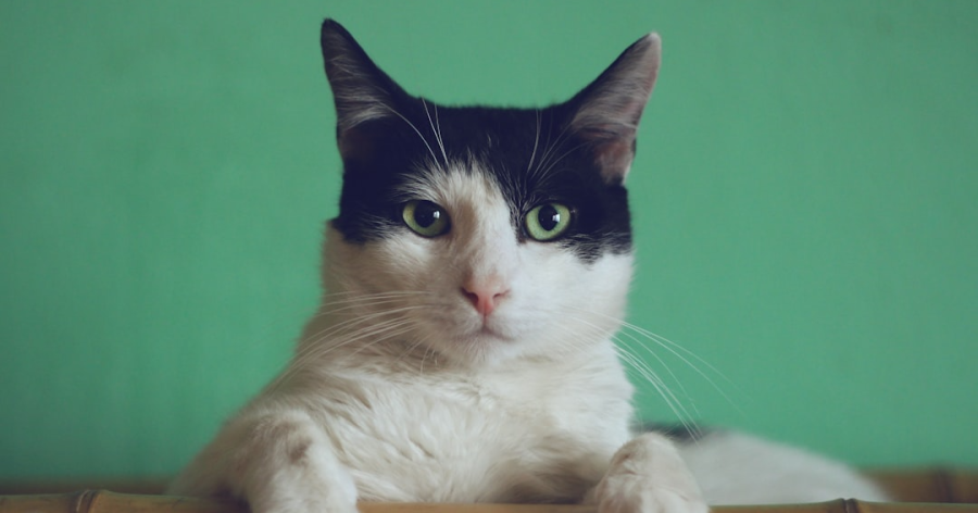 Would I Consider You A Weird Kid? - postfunny.com- Free Fun Personality ...