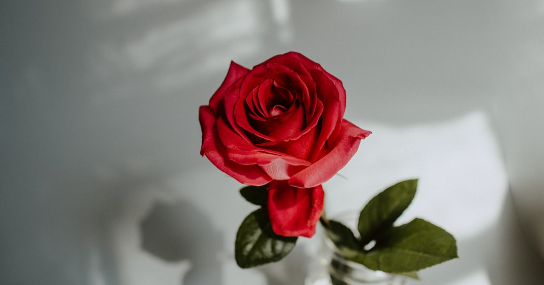 Discover When You'll Find Your True Love By Picking Flowers! - quiztest ...